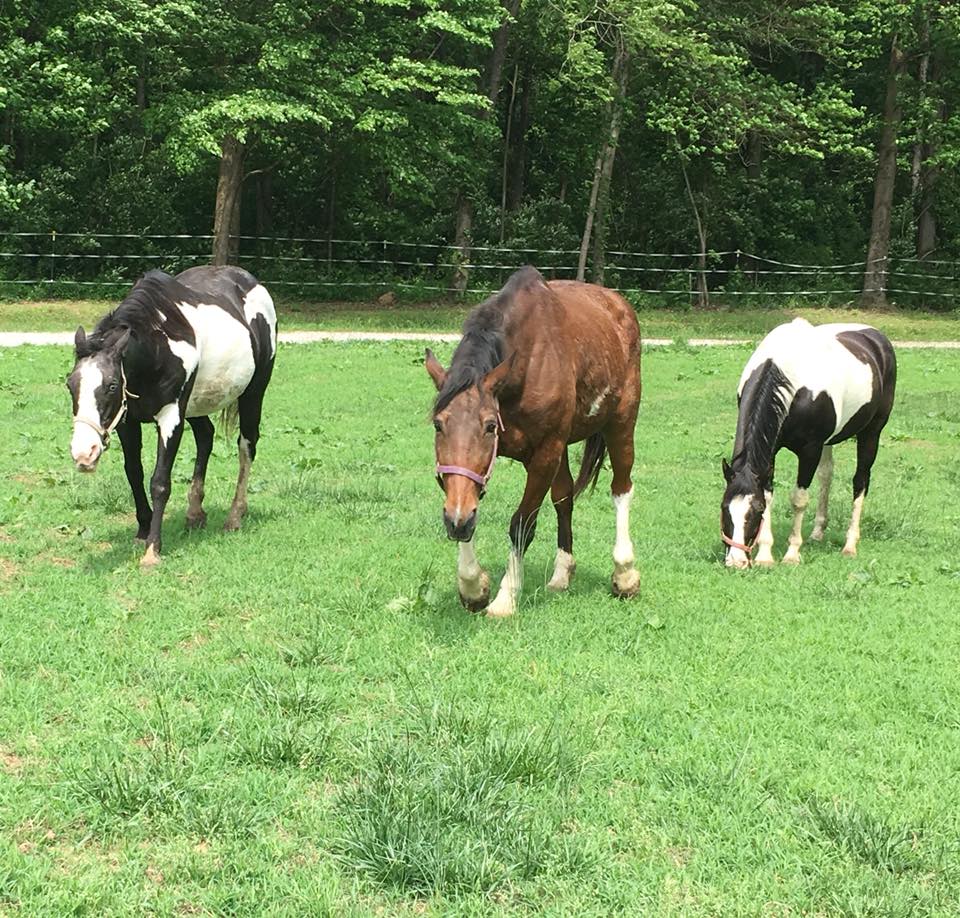 horses3 – Wolf Ranch Horse Rescue