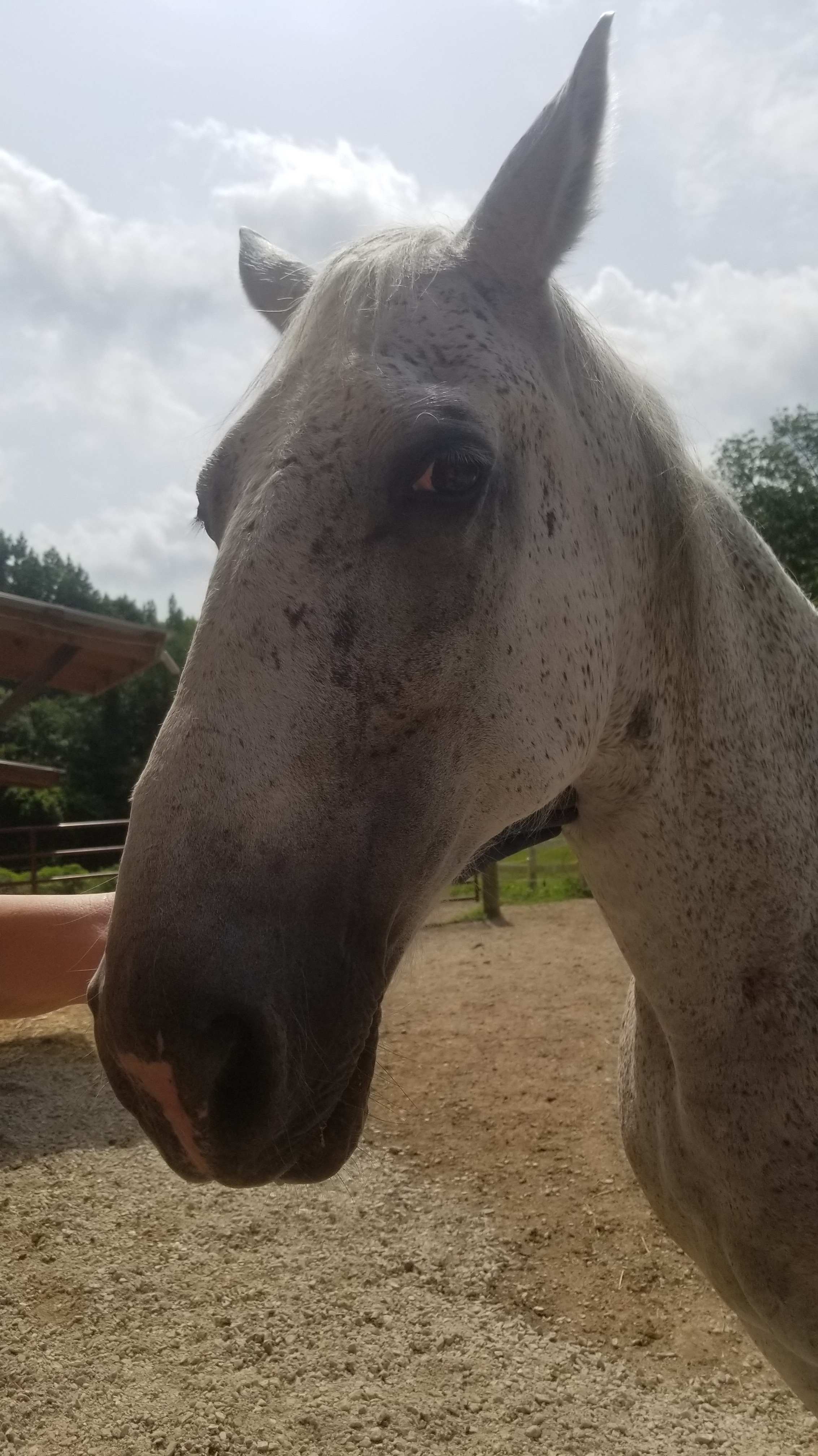 Permanent Residents – Wolf Ranch Horse Rescue