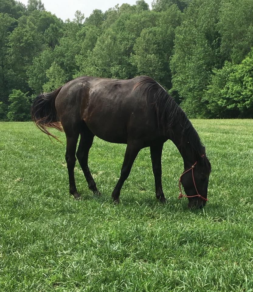 Rehabilitation – Wolf Ranch Horse Rescue