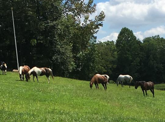 Contact Us – Wolf Ranch Horse Rescue